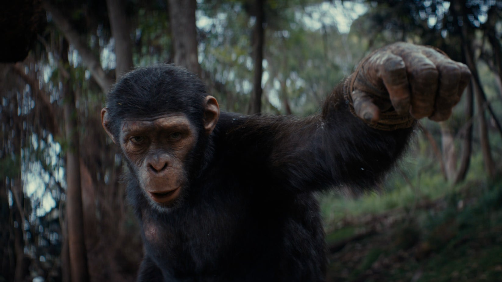 La Planète des Singes - Le Nouveau Royaume sur Disney+ : rencontre avec ...