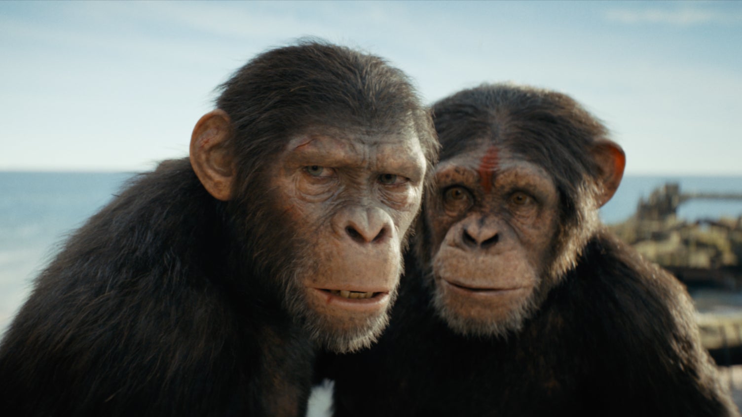 La Planète des singes : dans quel ordre regarder les films ? | SFR ACTUS